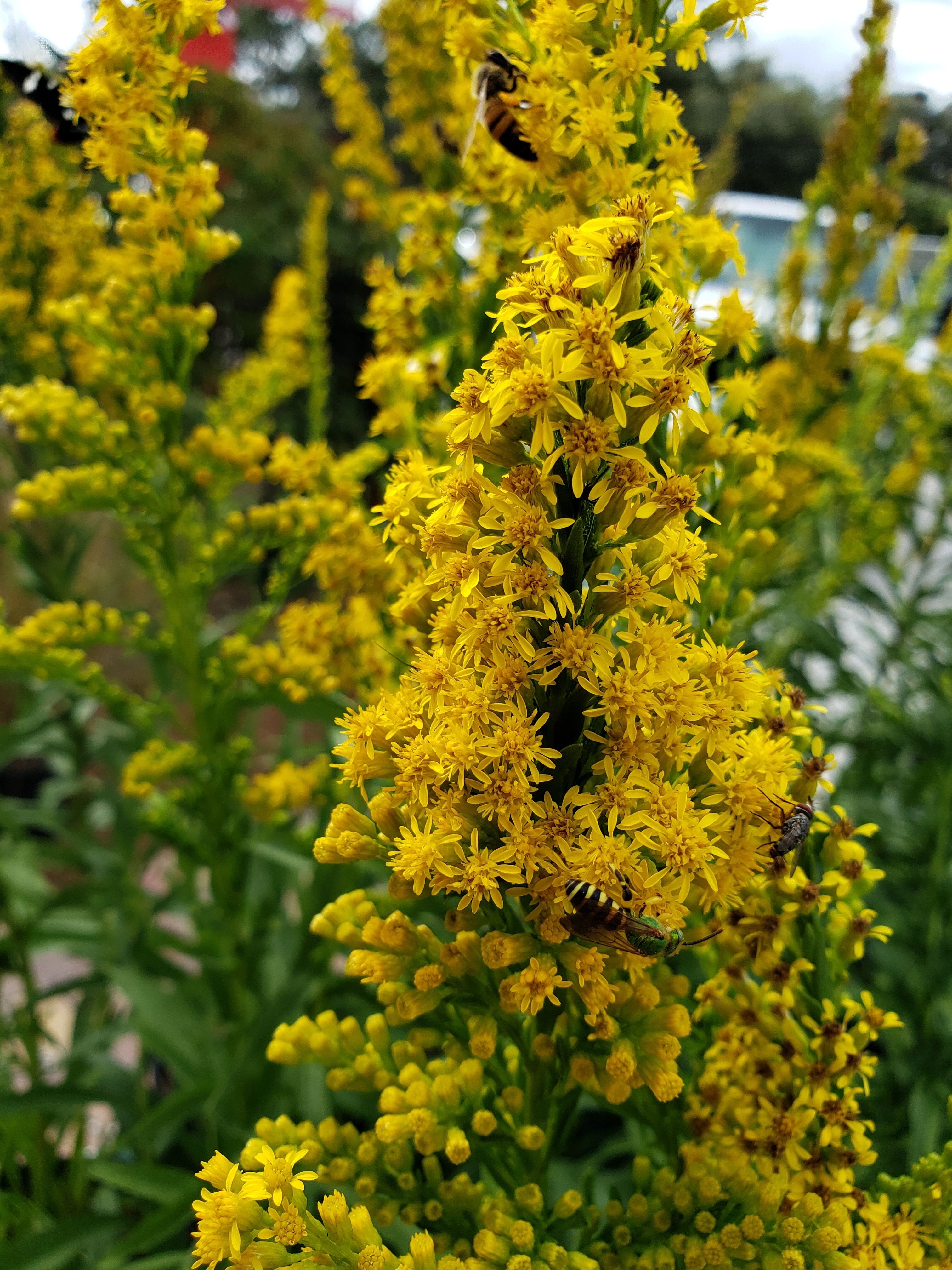 Seaside Goldenrod for Sale - Largo and St. Petersburg