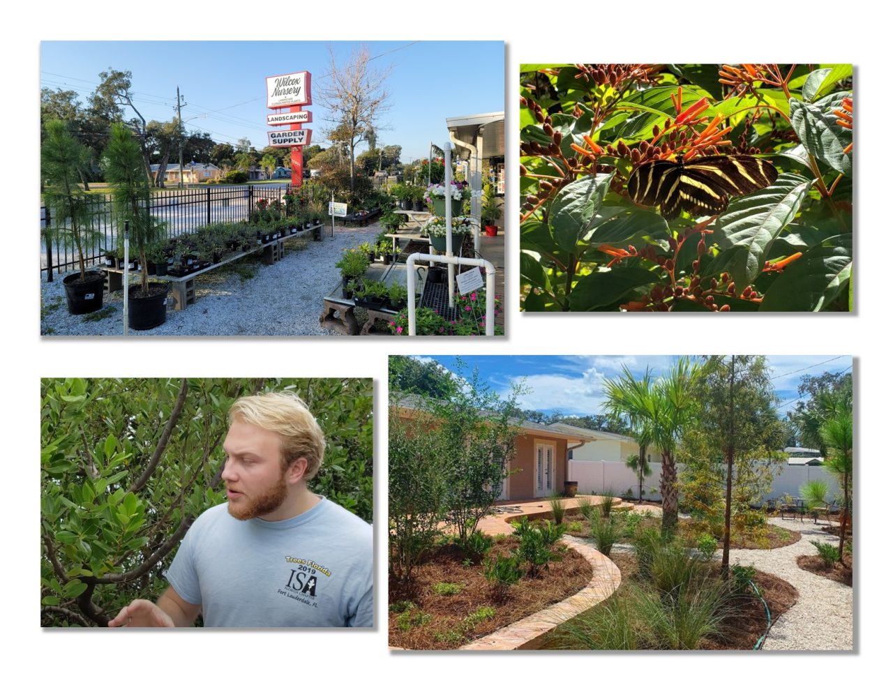 About Wilcox Nursery & Landscape - Largo and St Petersburg