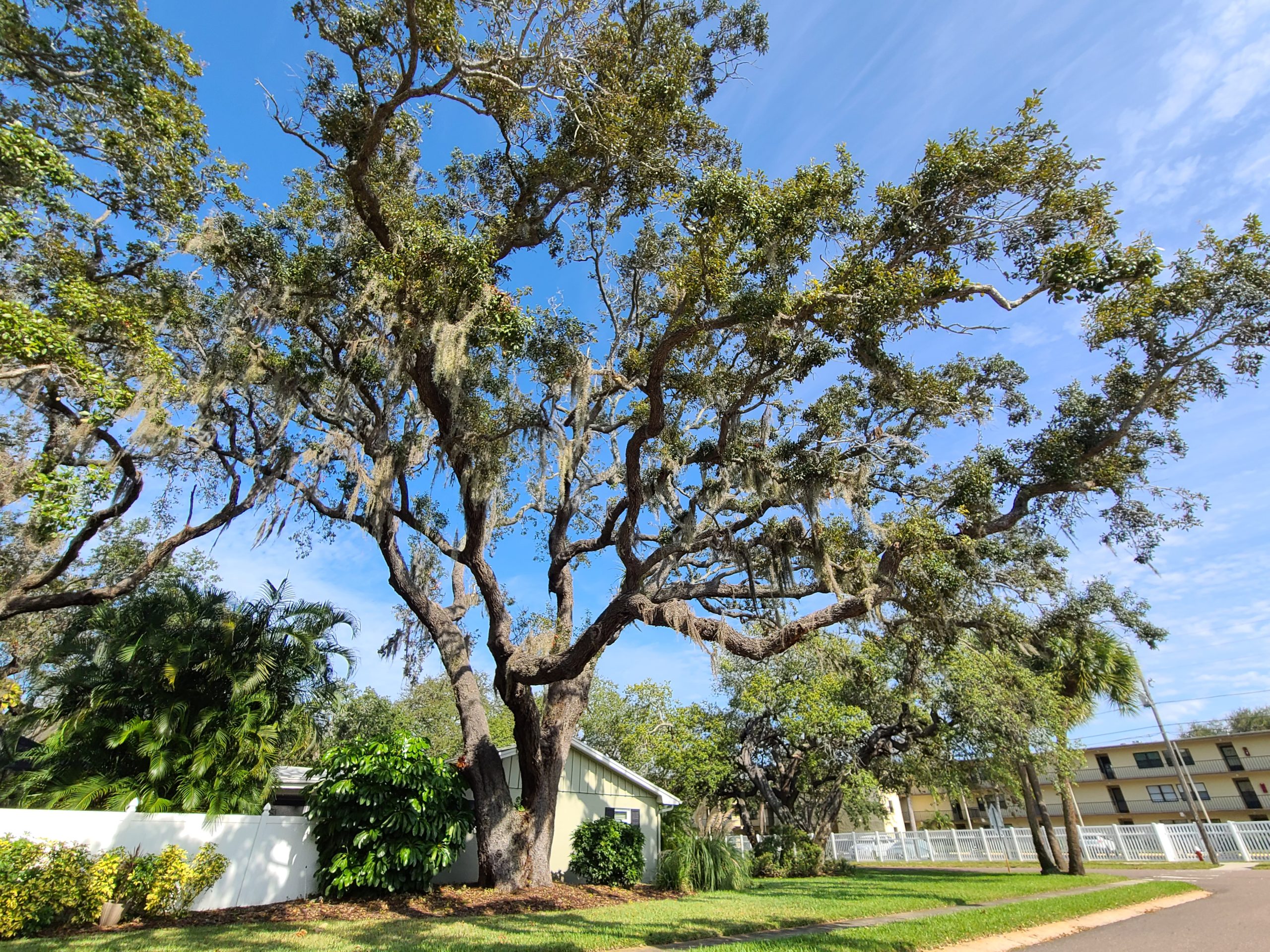 Florida Natives That Stand Strong: Trees Thriving Post-Hurricane ...