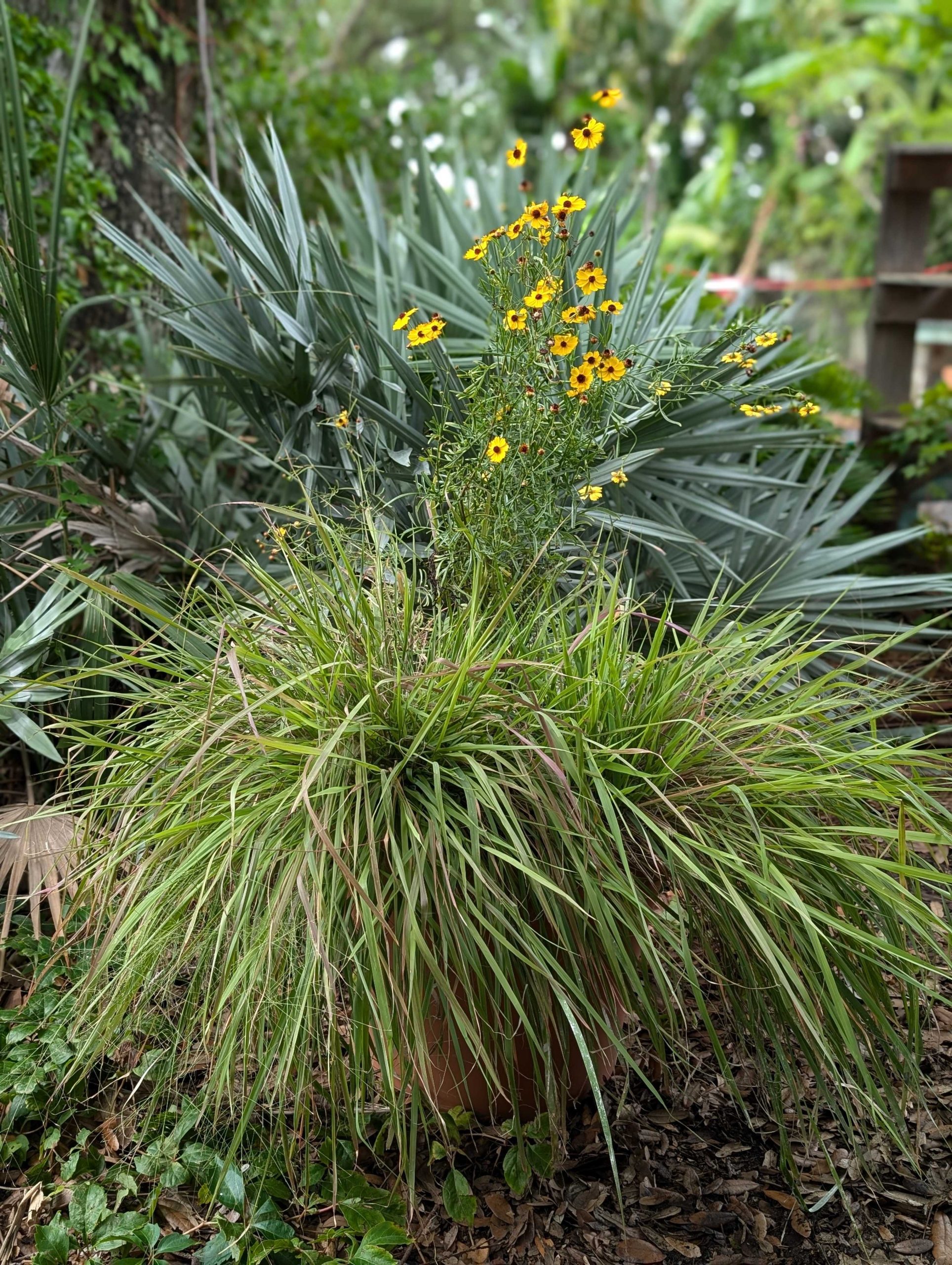 July Flock Talk Avian Oasis Planter Workshop